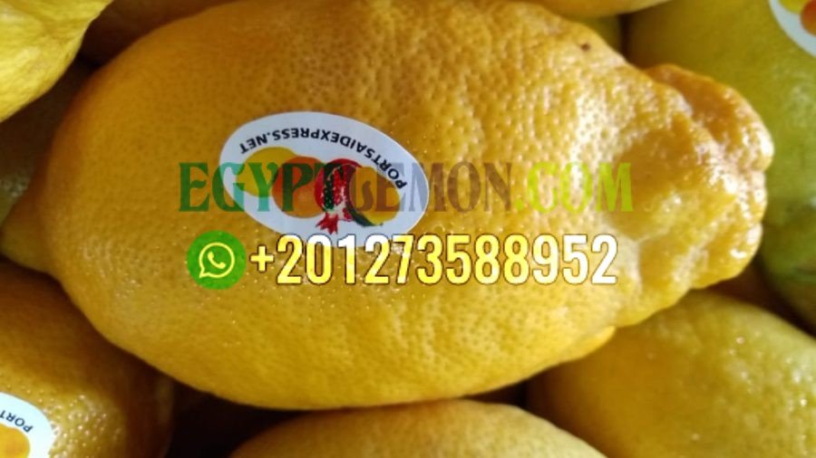 Fresh Egypt Lemon 2021 - Egypt lemon