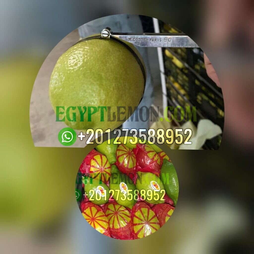 Home - Egypt lemon